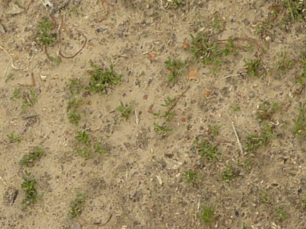 grass in sandy soil texture 0027 - Texturelib